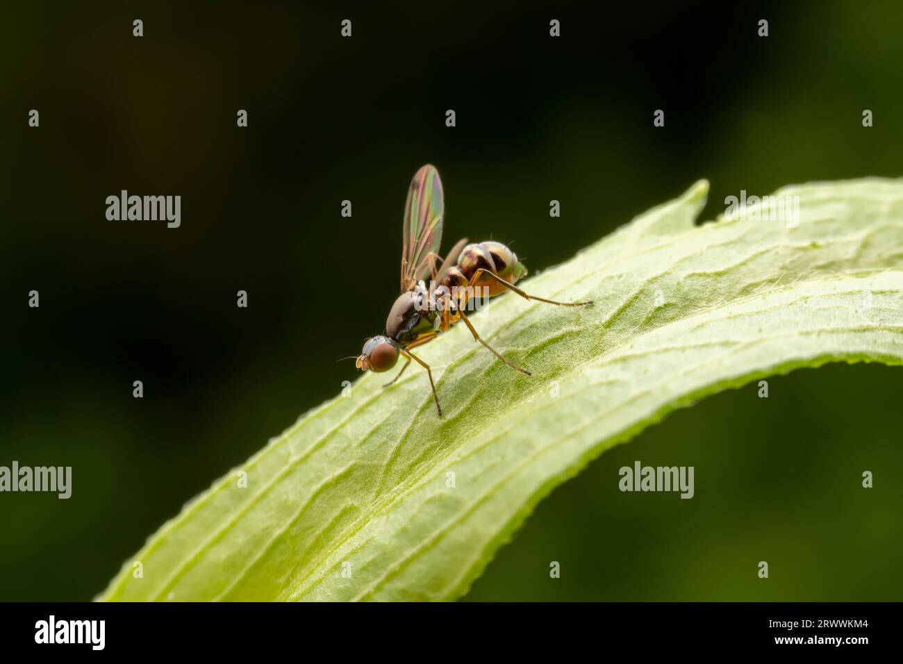 Sepsidae hi-res stock photography and images - Alamy