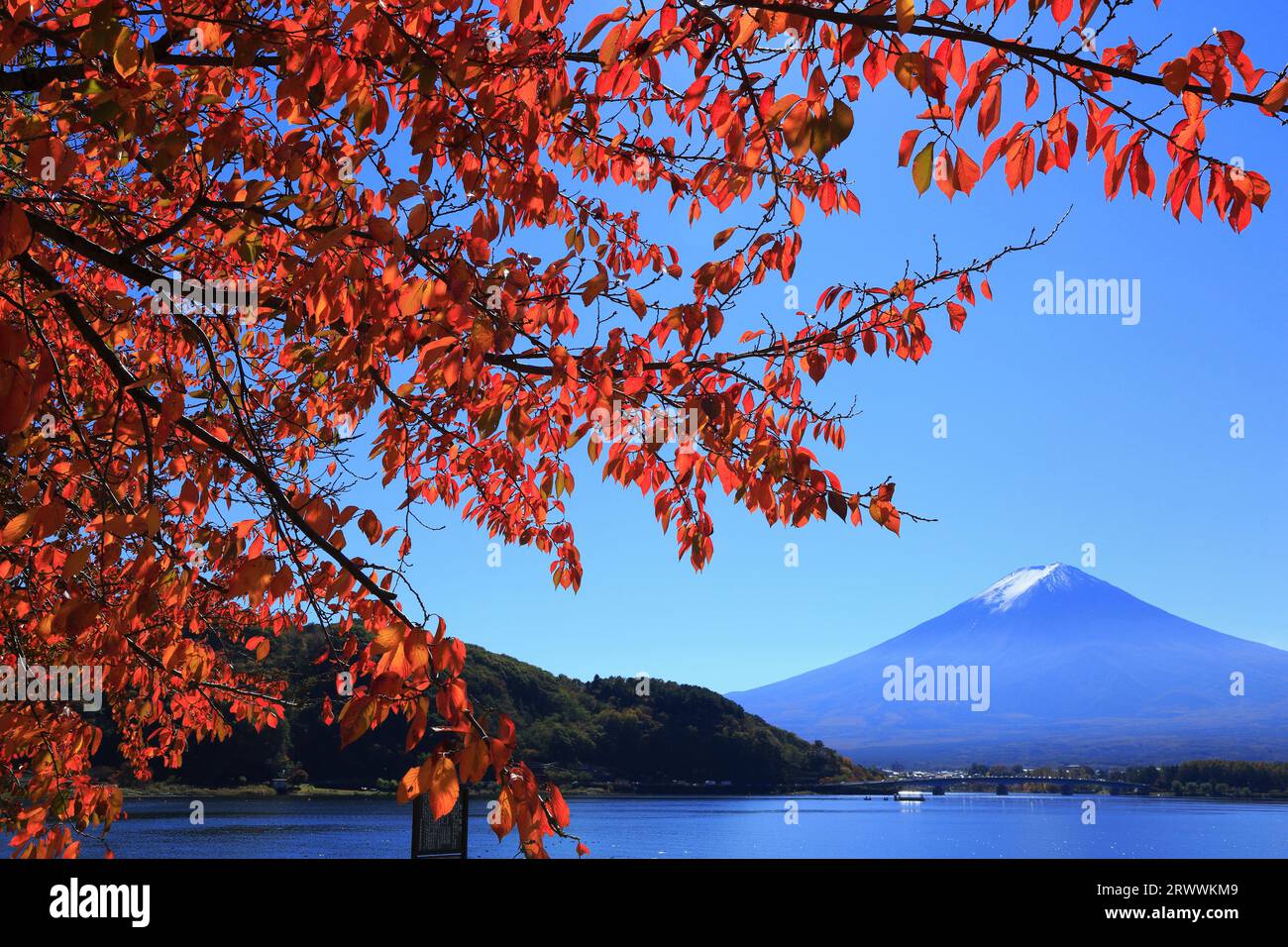 Autumn leaves of Mt. Fuji and Sakura Stock Photo - Alamy