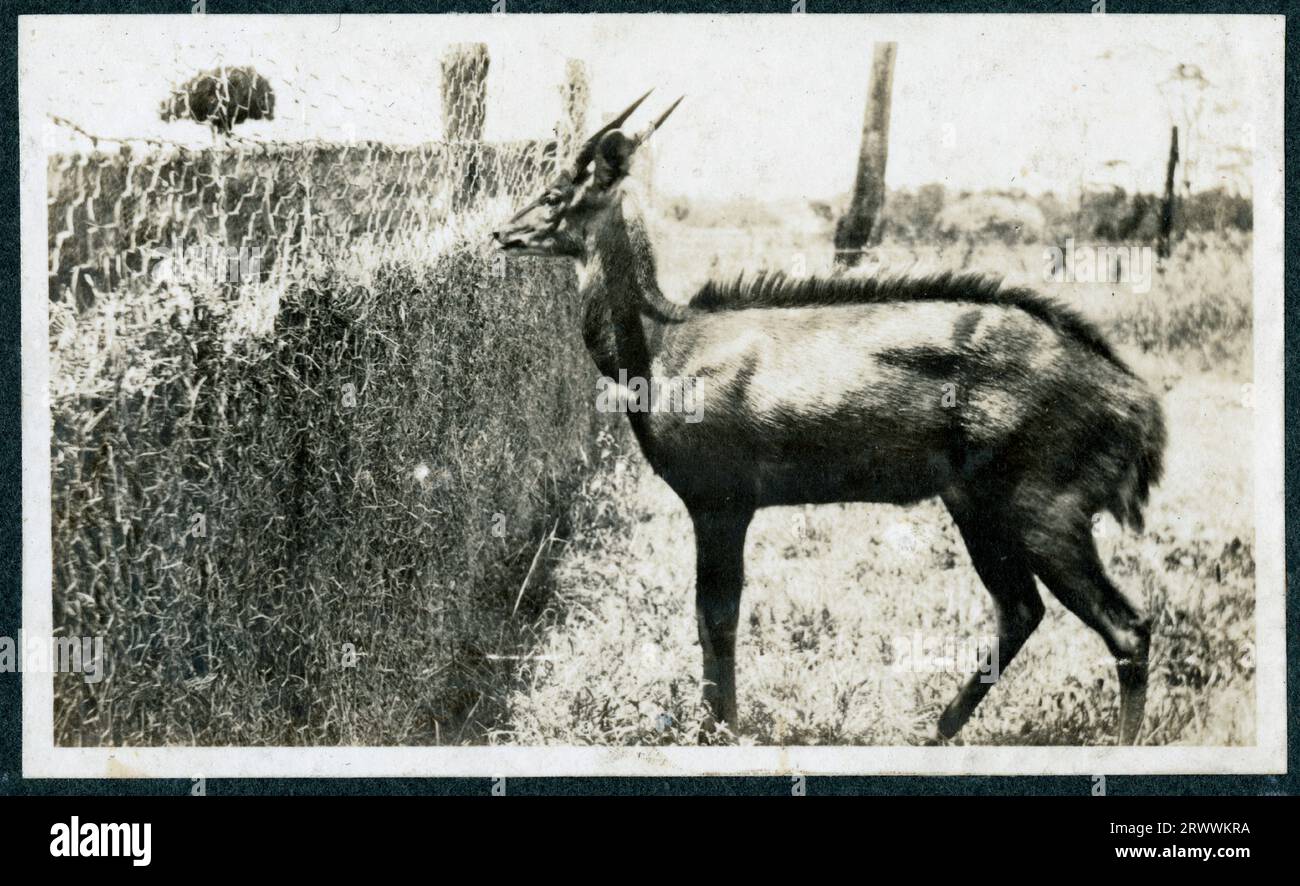 View of a small antelope in a grassy pen, seen from the side. The nose ...
