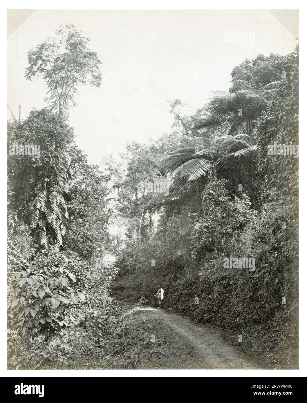 Ferns of india Cut Out Stock Images & Pictures - Alamy