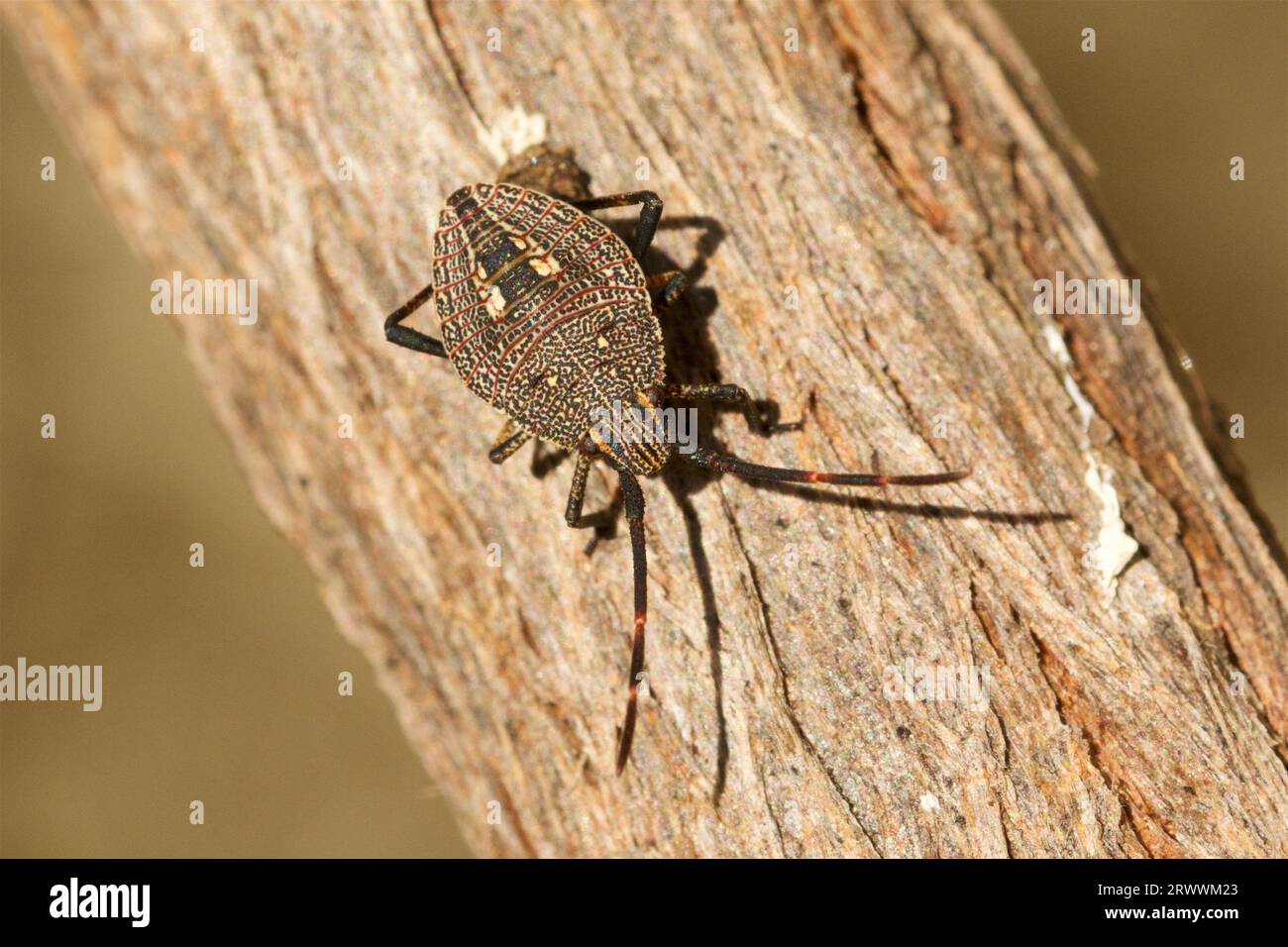 An instar nymph of the Brown Shield Bug, Oncocoris apicalis, also known as the Brown Stink Bug ...