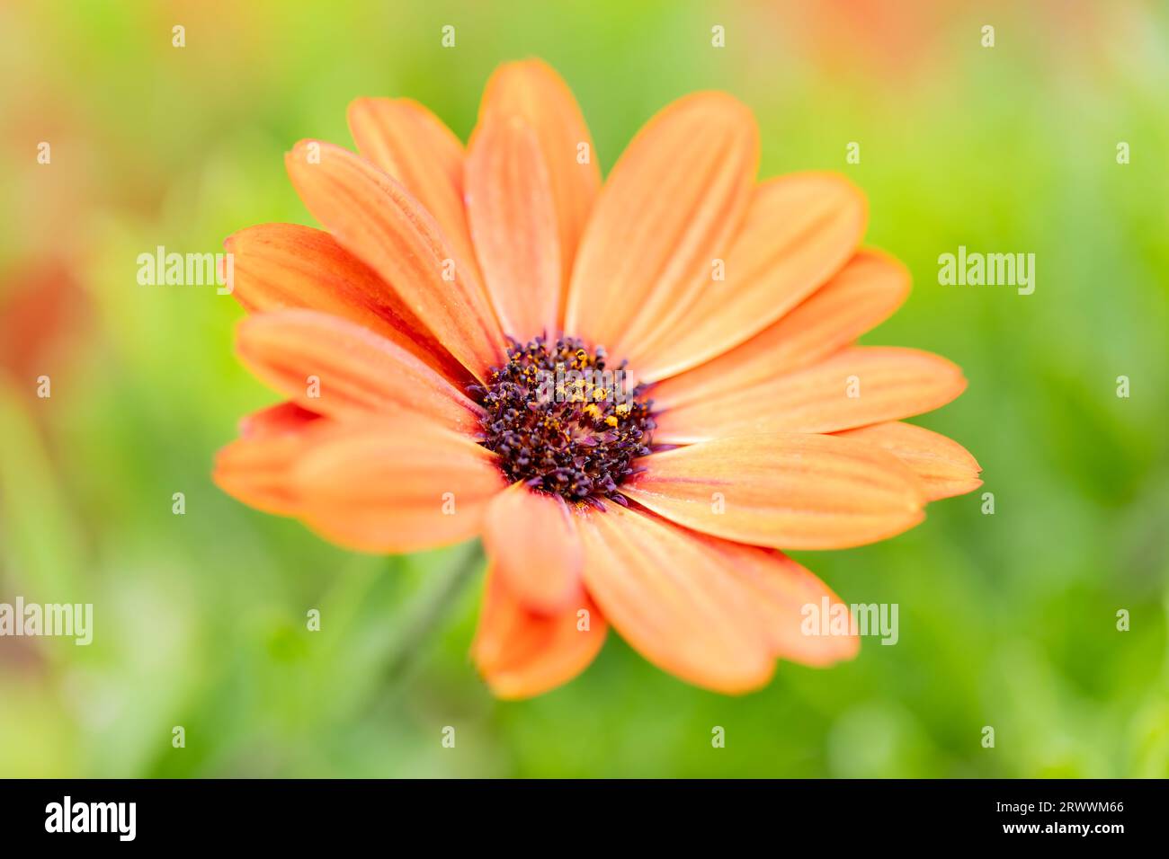 Orange african daisy hi-res stock photography and images - Alamy