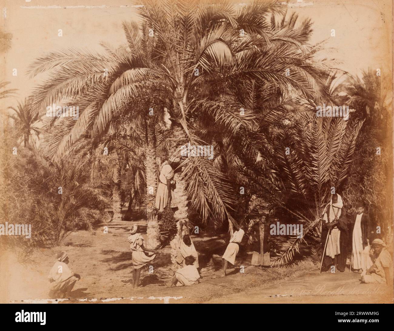 A group of local Egyptian men are harvesting dates in a palm tree grove ...
