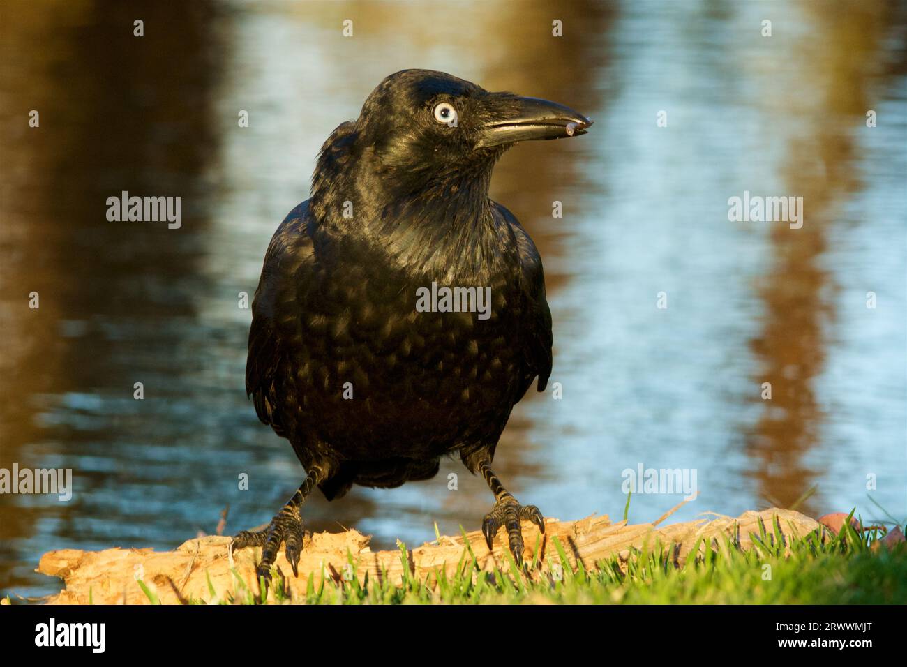 An Australian Raven, Corvus coronoides, holding a stick in its beak ...
