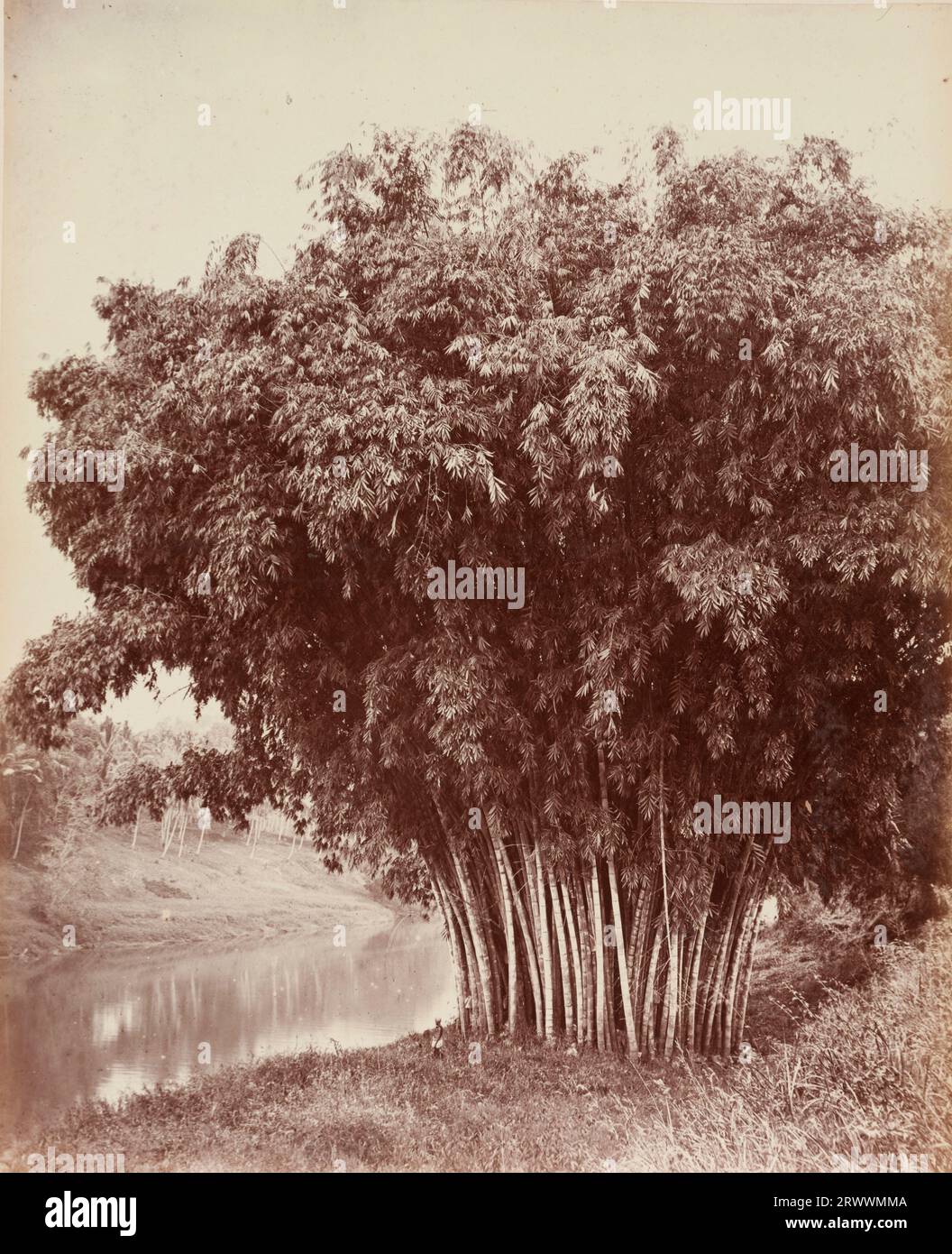 A gigantic cluster of bamboo grows on the grassy banks of the Mahaweli ...