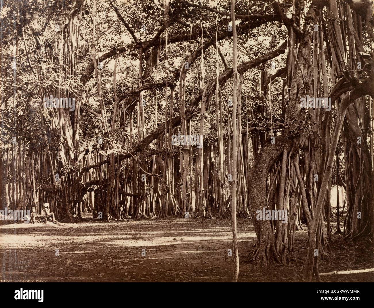 Shows a large and very wide spreading, multi-rooted Banyan Tree, (Ficus ...
