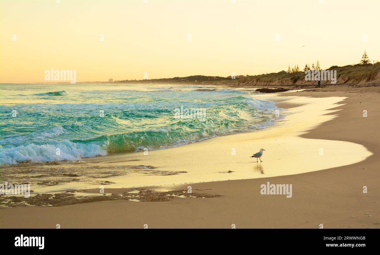 Waves rolling in and golden light at North Cottesloe Beach at sunrise ...