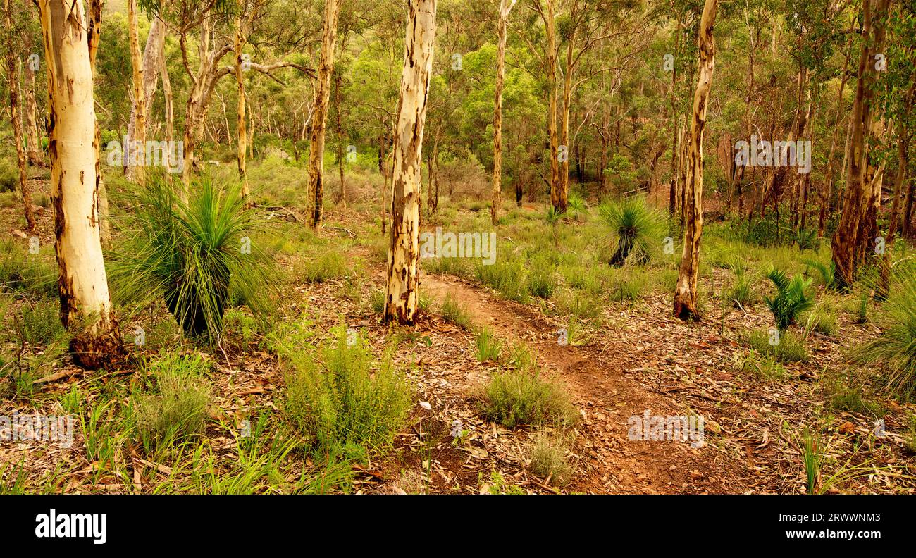 Wandoo woodland above Piesse Brook in late afternoon light, Perth Hills ...