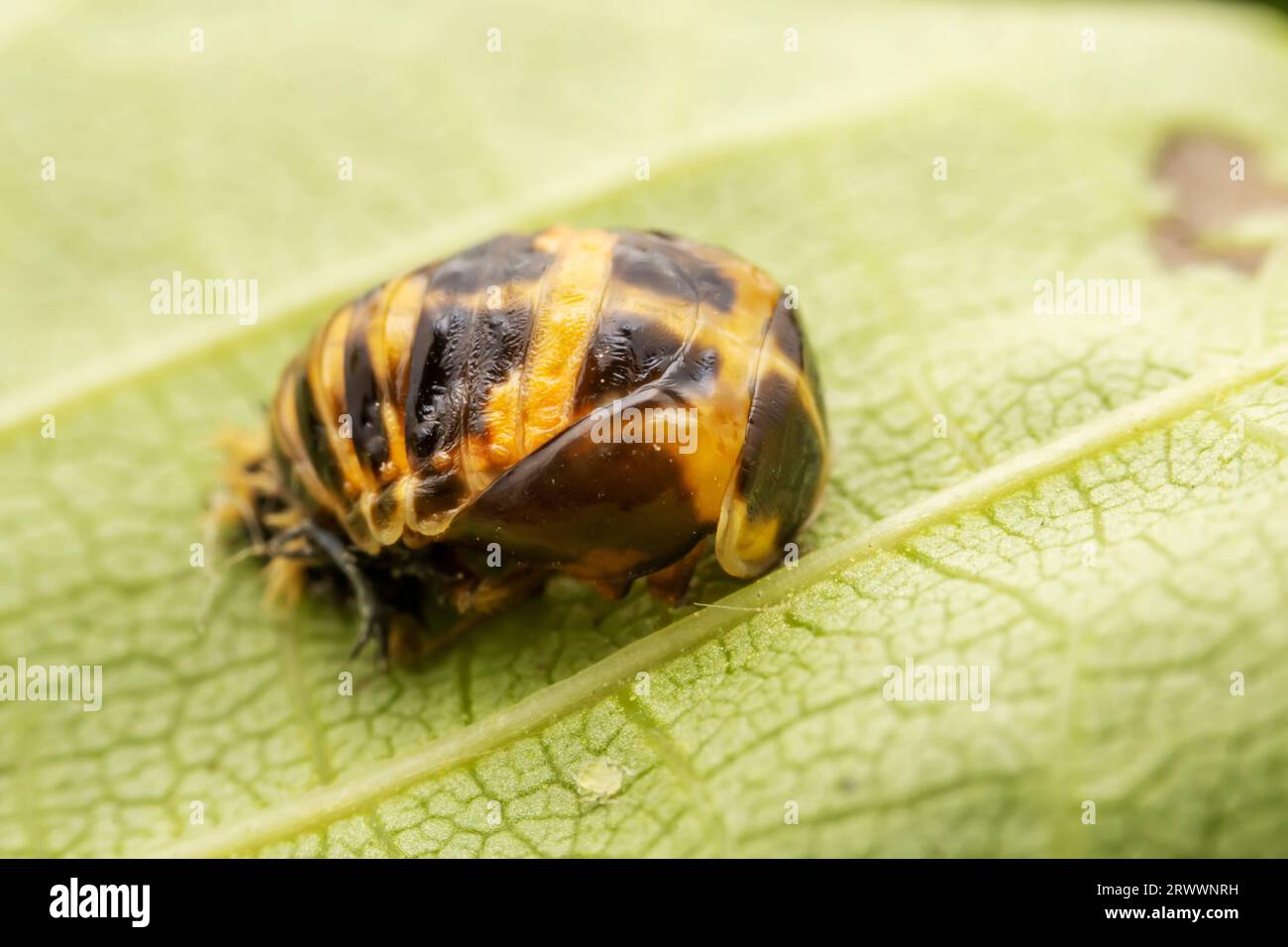 Ladybug pupae on wild plant leaves Stock Photo - Alamy