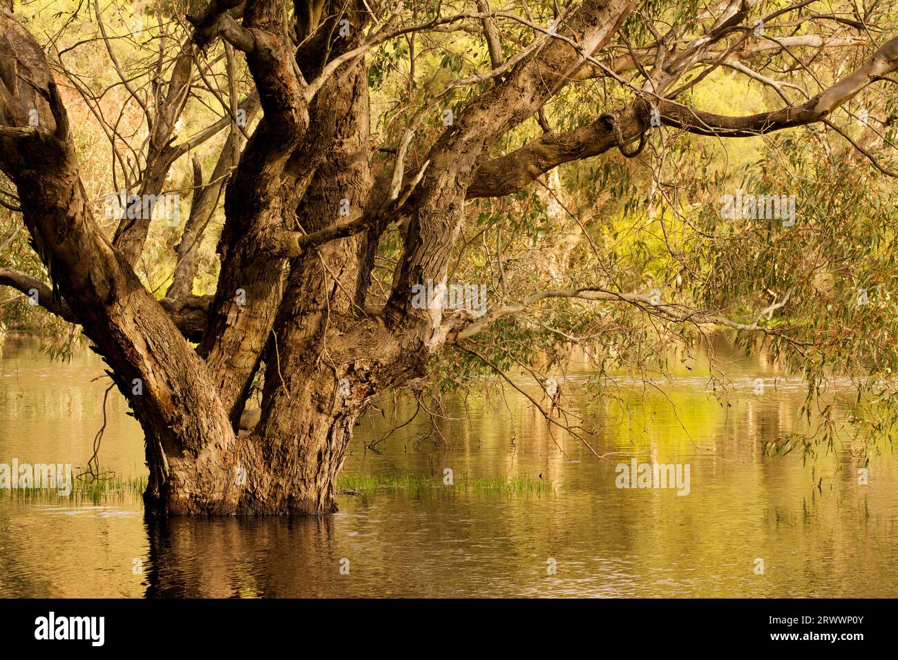 An old Flooded Gum, Eucalyptus rudis, in Frog Swamp in Beeliar Wetlands ...