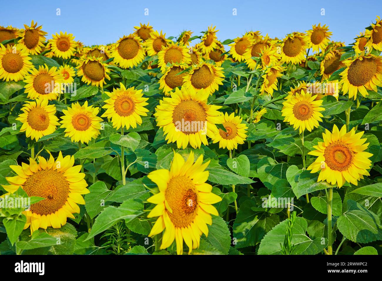 Close up view of a field of yellow sunflowers facing forward with blue ...