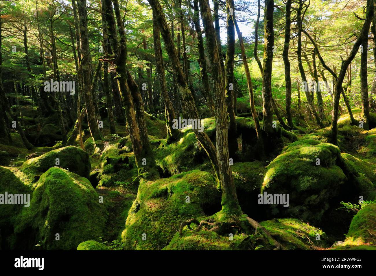 Moss forest northern yatsugatake japan hi-res stock photography and ...