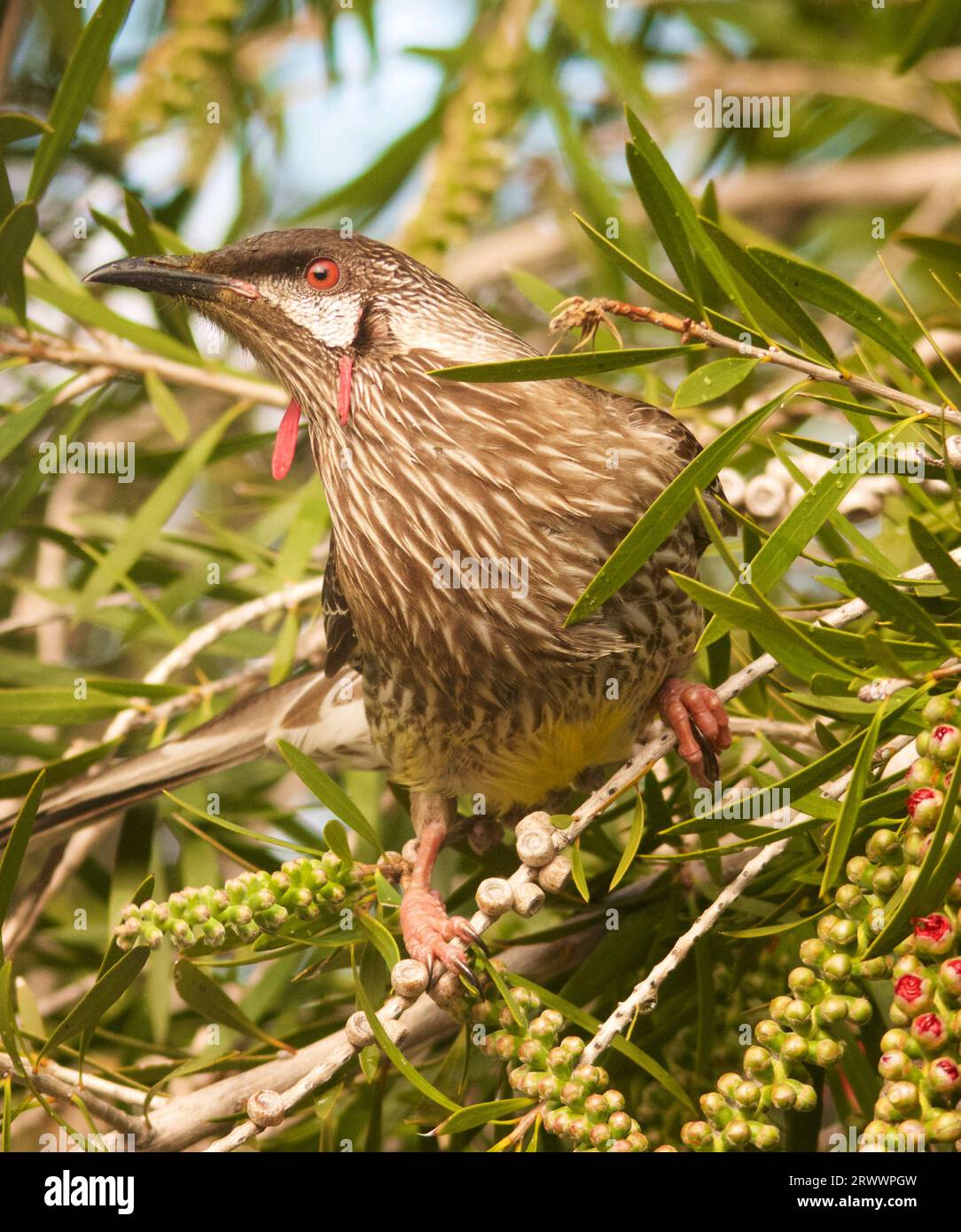 Birds with wattles hi-res stock photography and images - Alamy