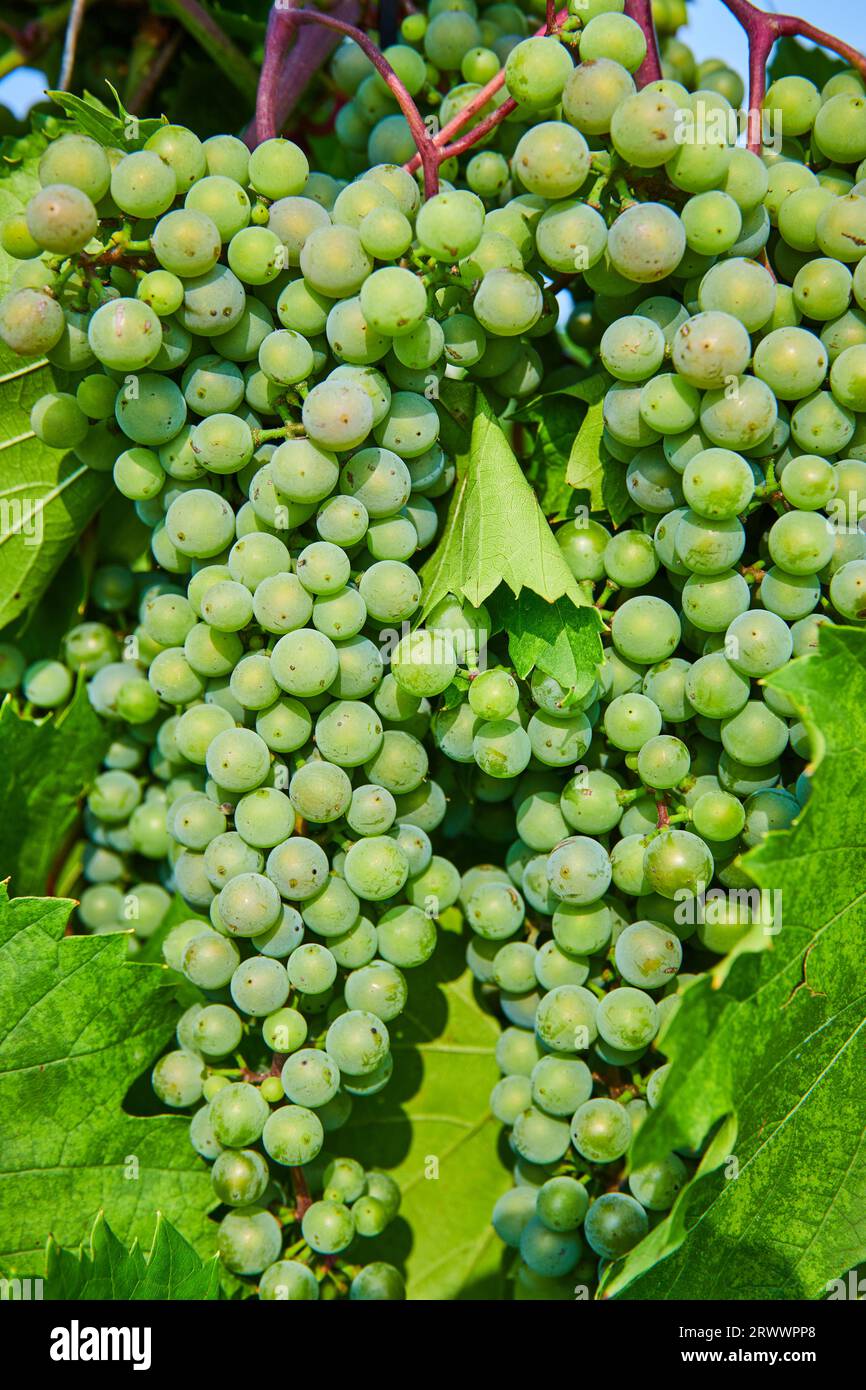 Close up view of green grape bundles growing on purple vine with large ...