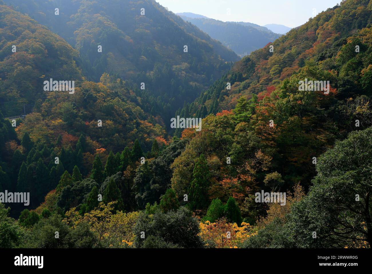 Autumn leaves viewed from the observation deck at Kumagawa Castle Ruins ...