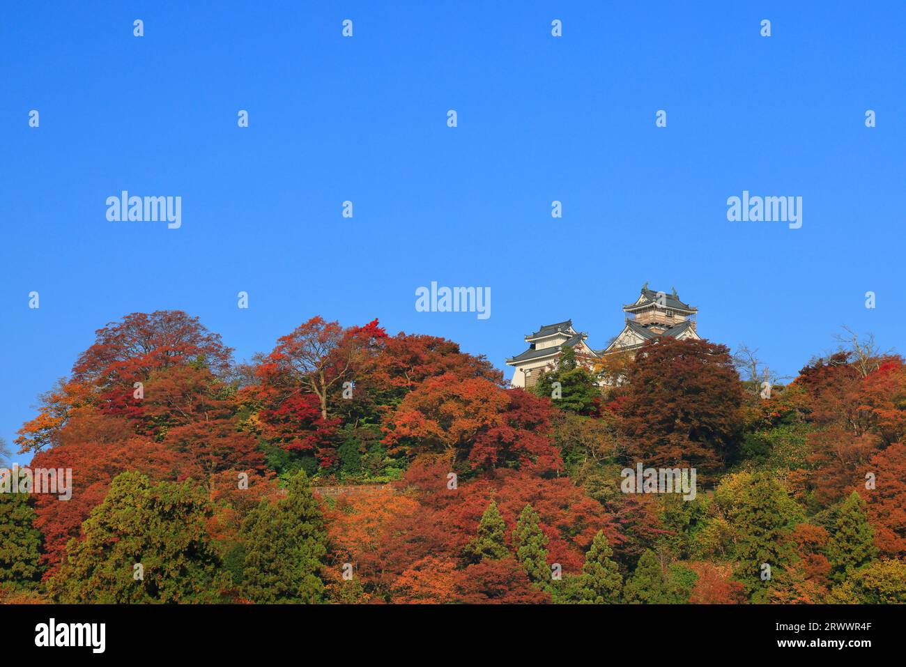 Echizen Ono Castle and Autumn Leaves at Kameyama Park Ono City, Fukui ...