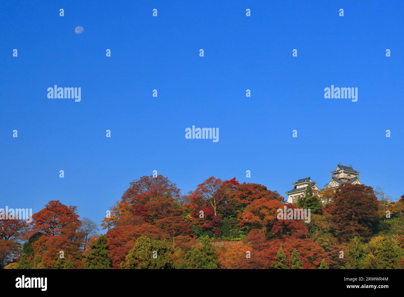 Echizen Ono Castle and Autumn Leaves at Kameyama Park Ono City, Fukui ...
