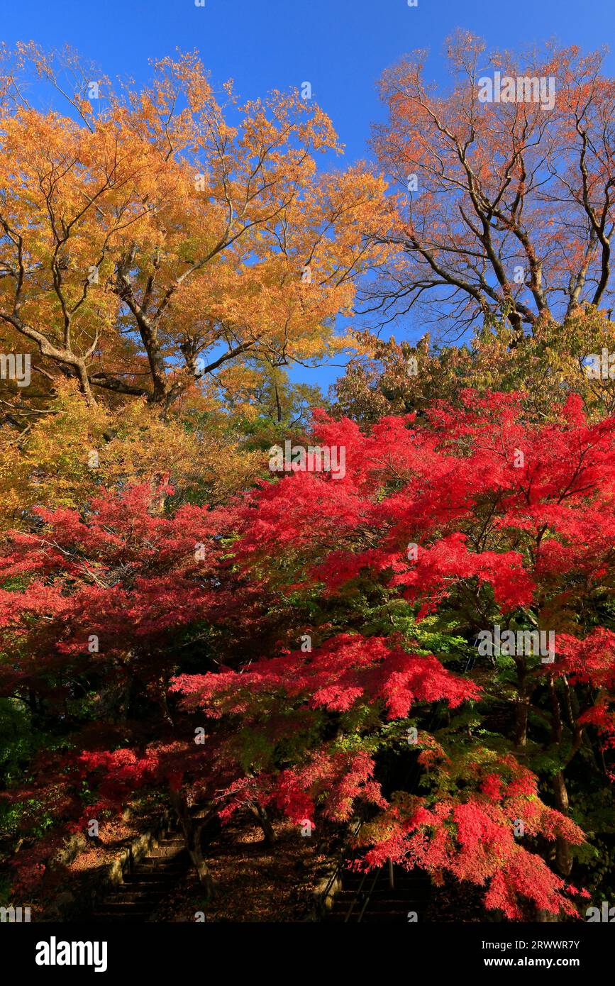 Autumn leaves at Kameyama Park Ono City, Fukui Prefecture Stock Photo ...