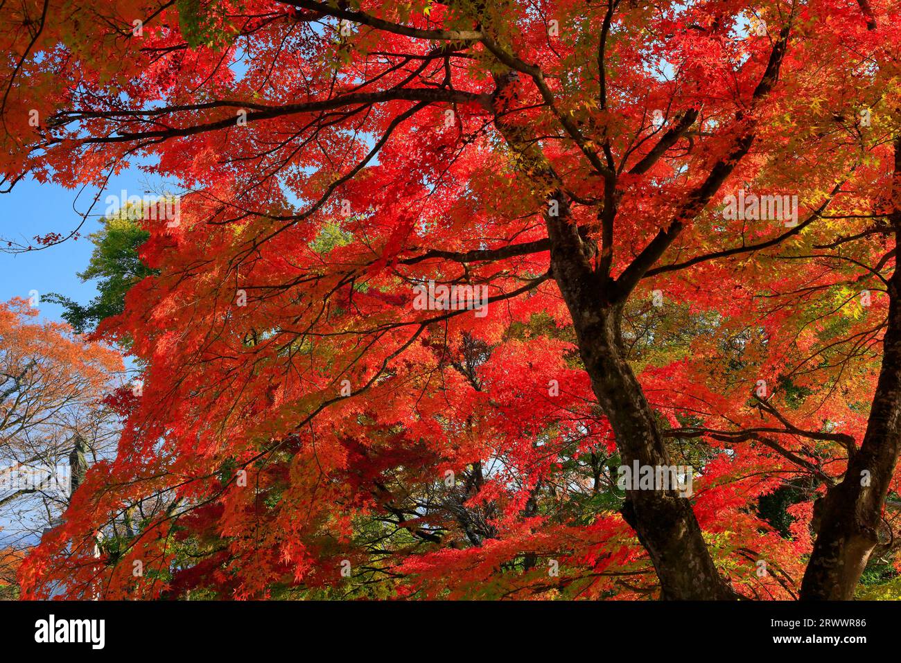 Autumn leaves at Kameyama Park Ono City, Fukui Prefecture Stock Photo ...
