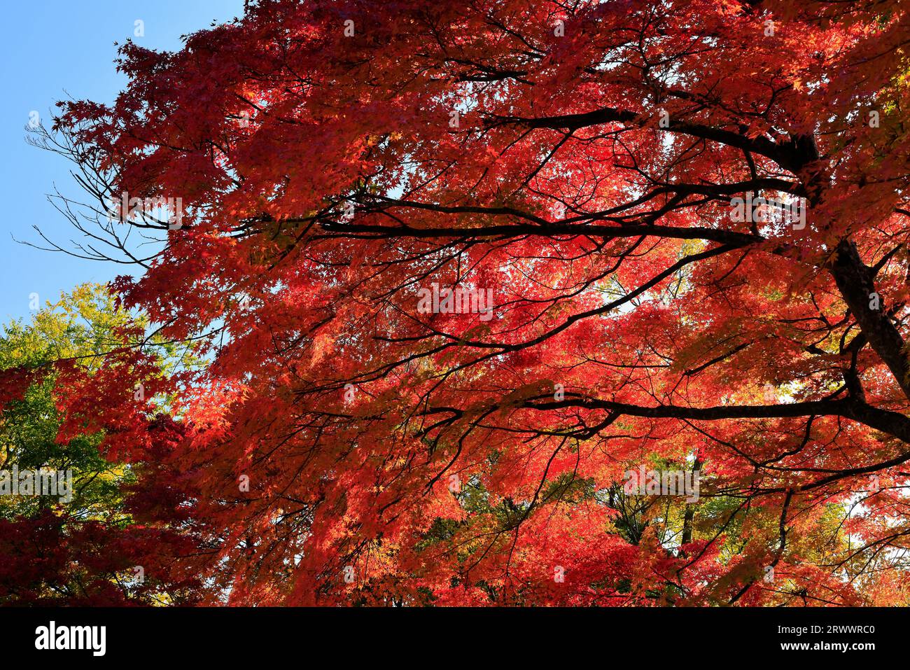 Autumn leaves at Kameyama Park Ono City, Fukui Prefecture Stock Photo ...