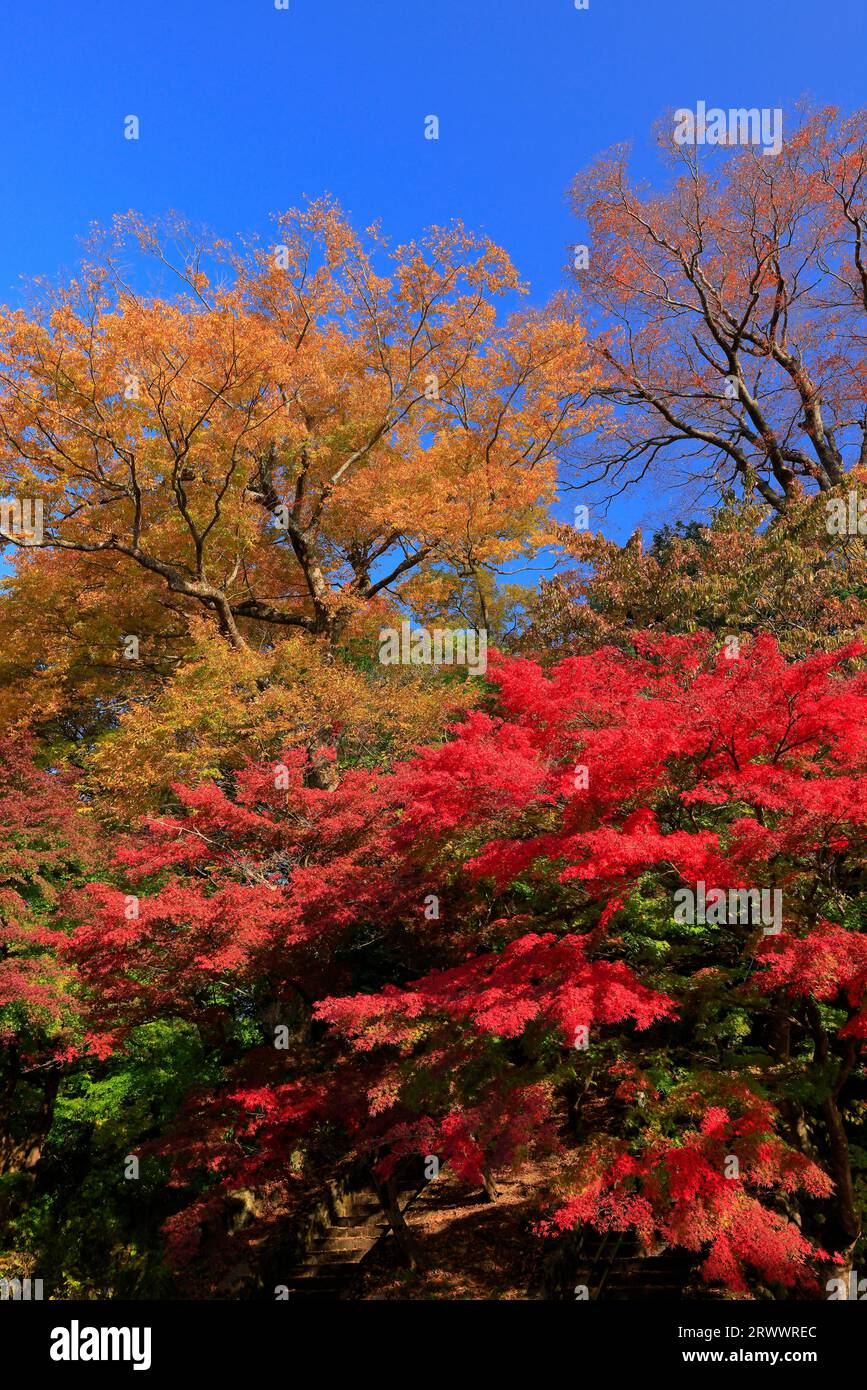 Autumn leaves at Kameyama Park Ono City, Fukui Prefecture Stock Photo ...