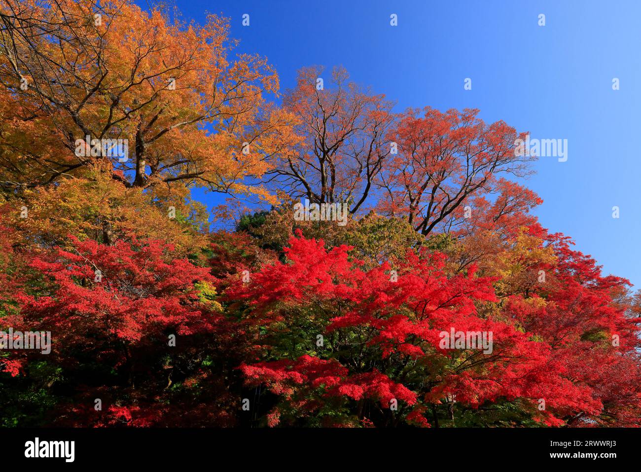 Autumn leaves at Kameyama Park Ono City, Fukui Prefecture Stock Photo ...