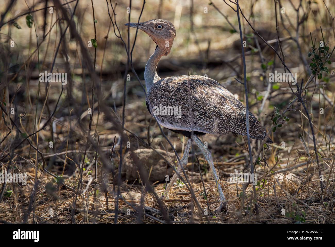 Bird in bushland hi-res stock photography and images - Alamy