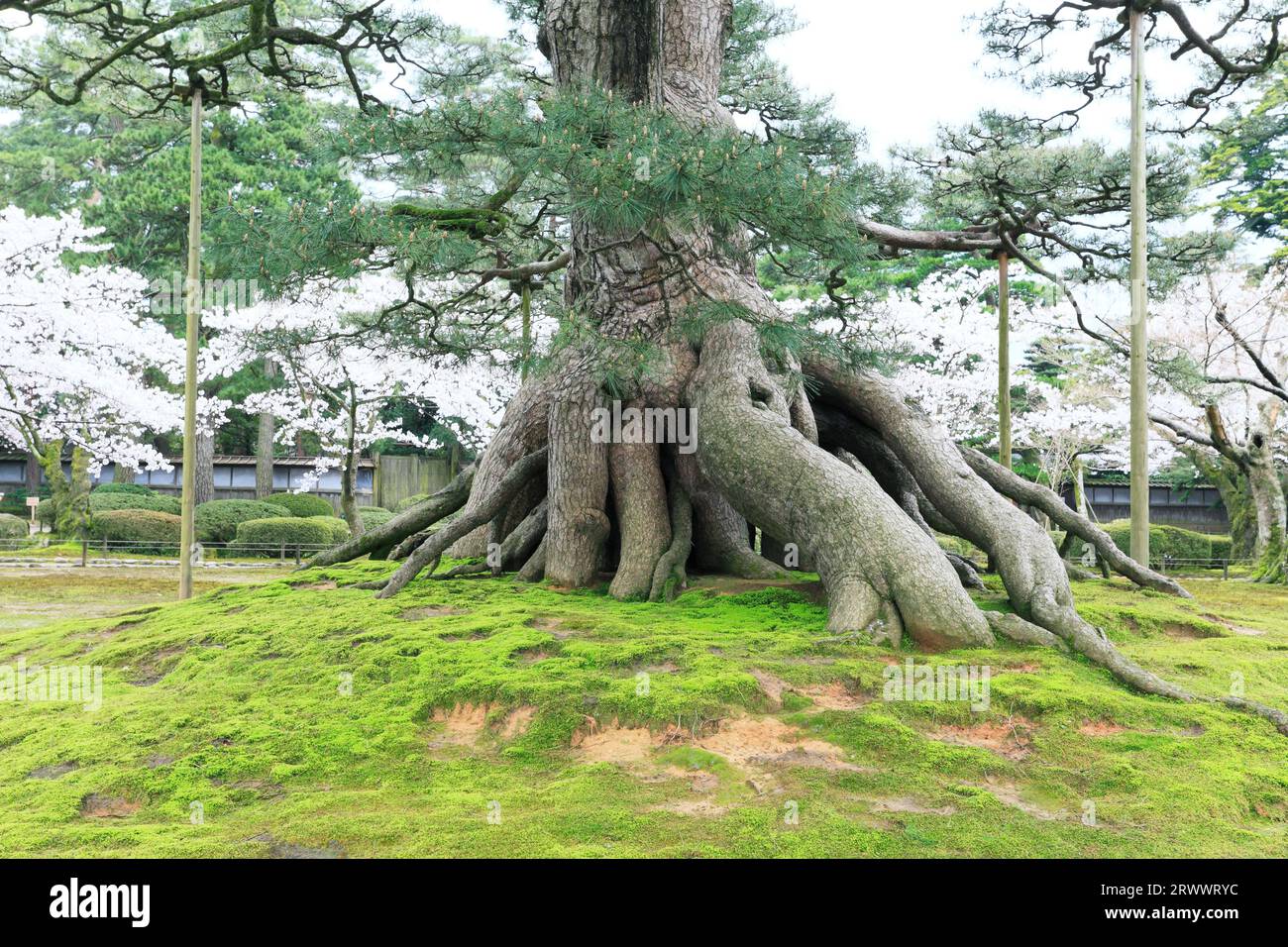 Negami pine and cherry blossoms in Kanazawa Kenrokuen Stock Photo - Alamy