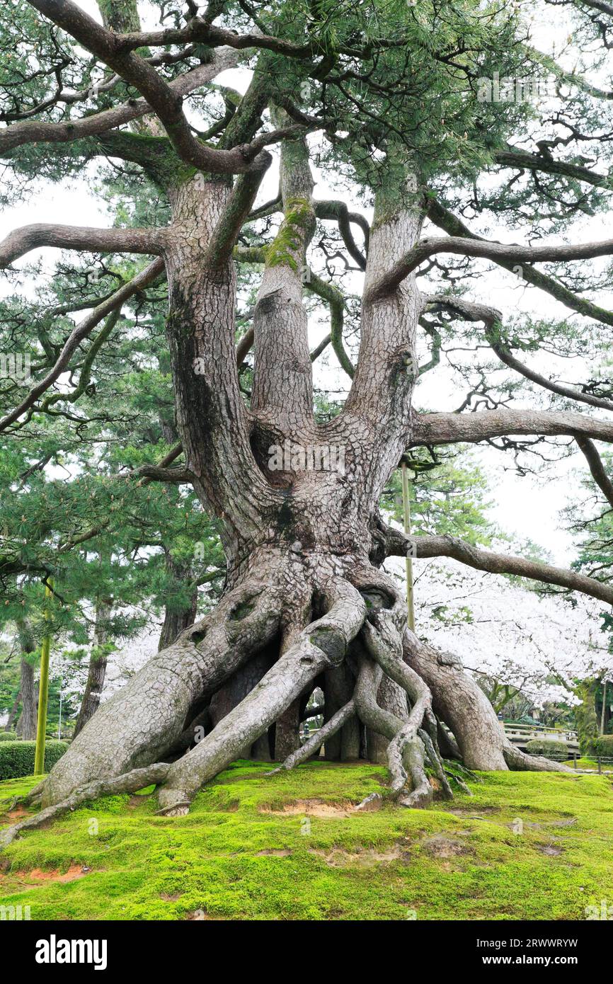 Pine tree with its roots raised above ground hi-res stock photography ...