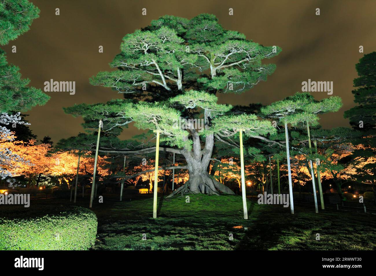 Pine tree with its roots raised above ground hi-res stock photography ...