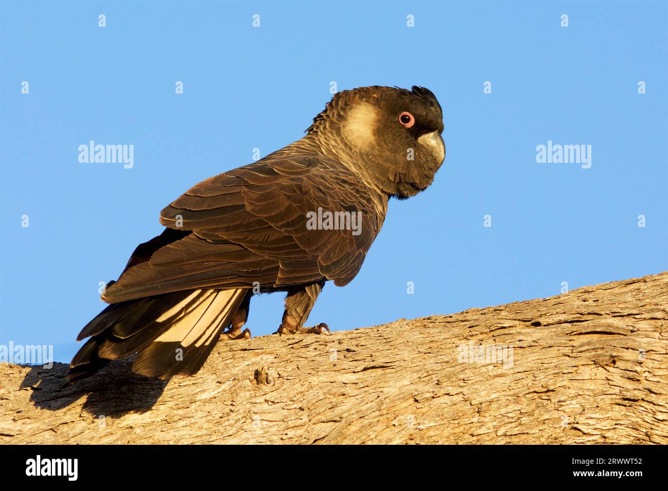 A male Carnaby's Black Cockatoo, Zanda latirostris, on a tree branch in ...