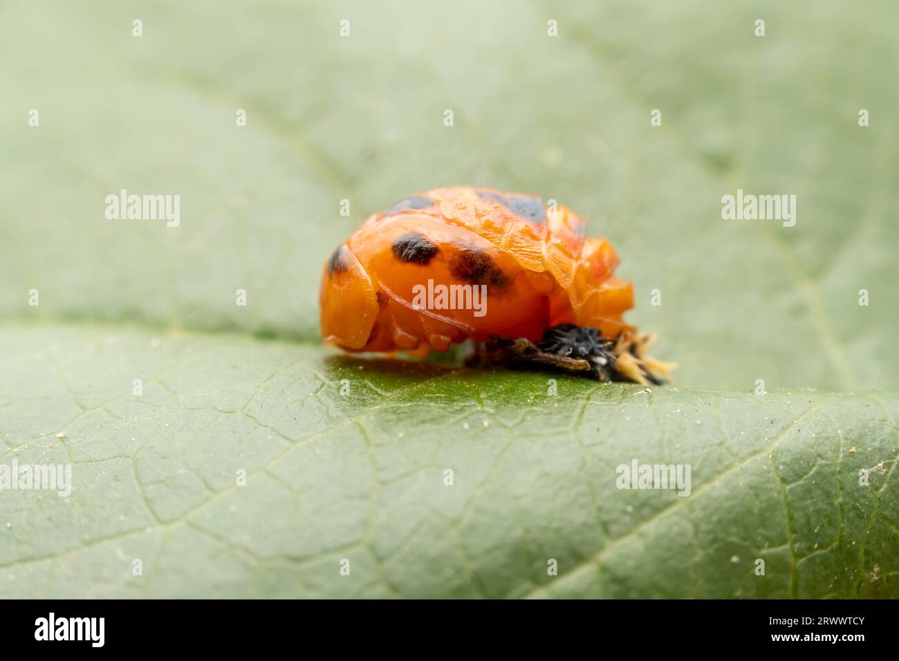 Ladybug pupae on wild plant leaves Stock Photo - Alamy