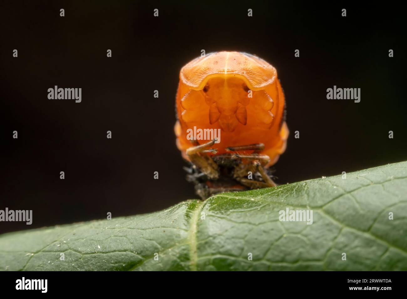 Ladybug pupae on wild plant leaves Stock Photo - Alamy