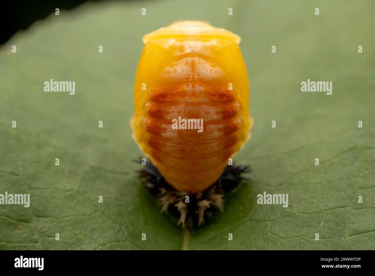 Ladybug pupae on wild plant leaves Stock Photo - Alamy
