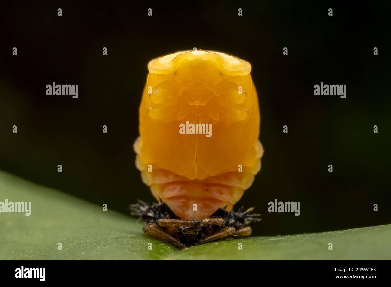 Ladybug pupae on wild plant leaves Stock Photo - Alamy