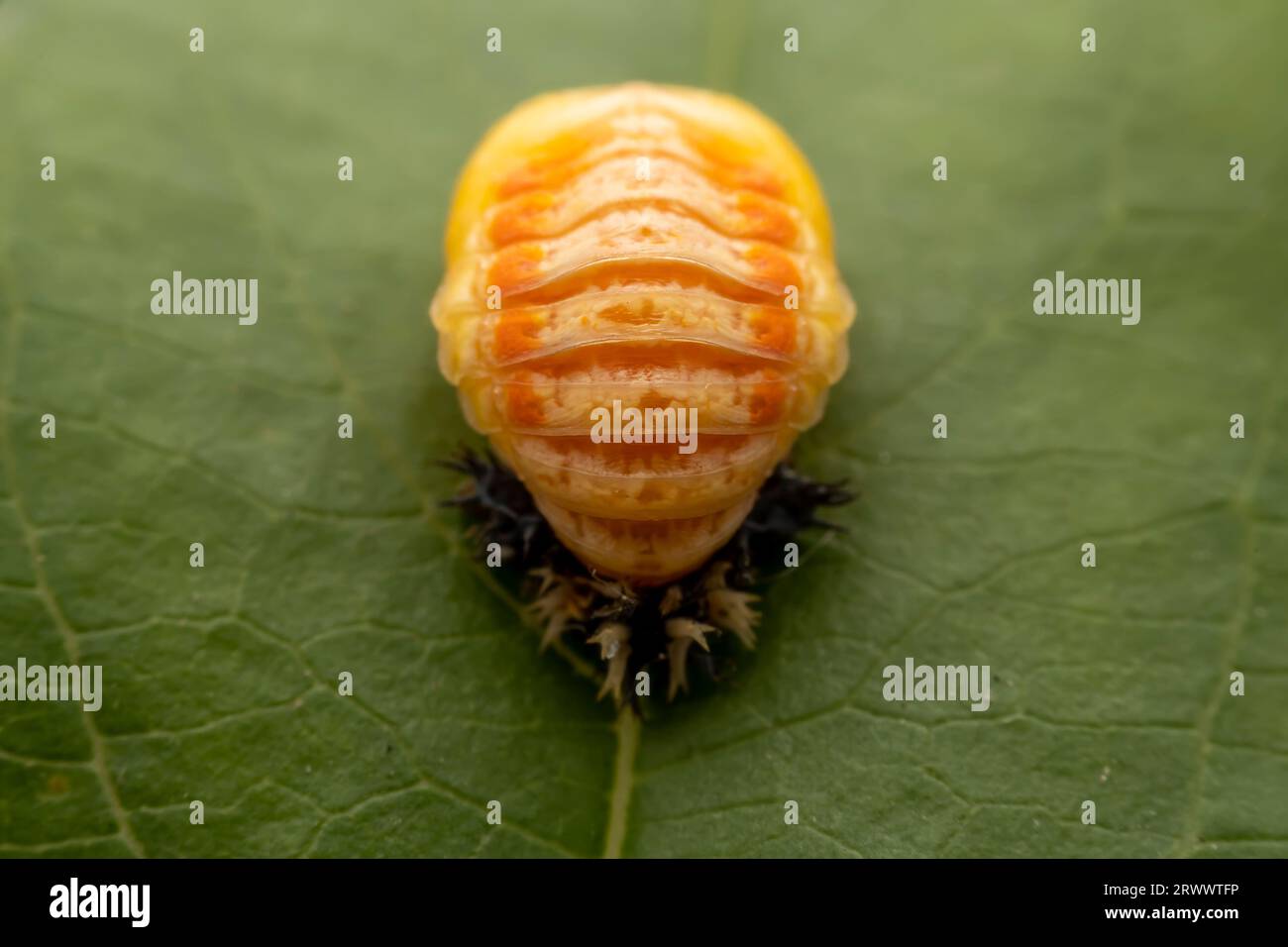 Ladybug pupae on wild plant leaves Stock Photo - Alamy