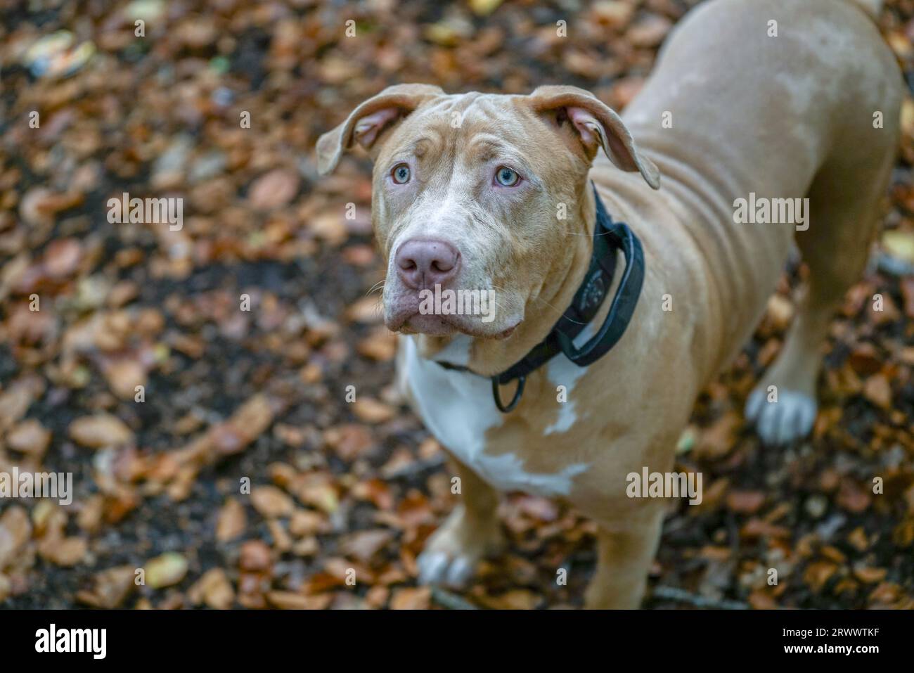 American bully xl hi-res stock photography and images - Alamy