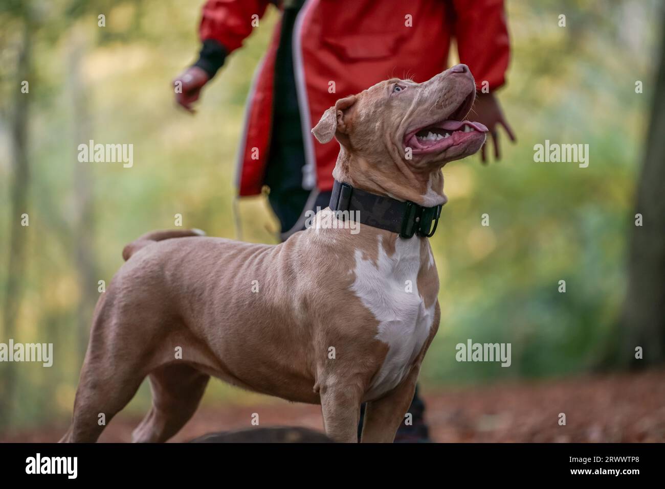 Bully xl dog hi-res stock photography and images - Alamy