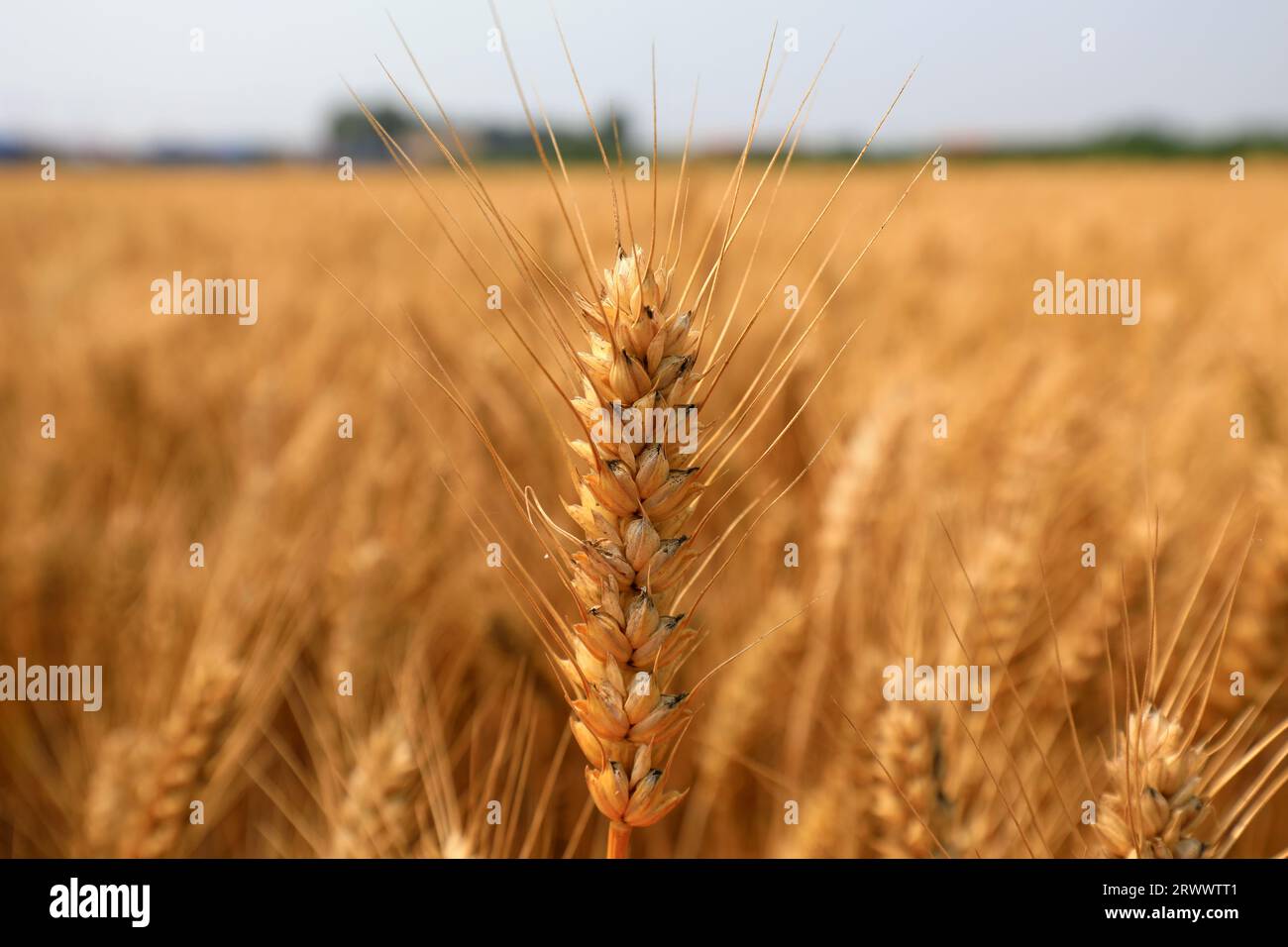 The north china plain hi-res stock photography and images - Alamy