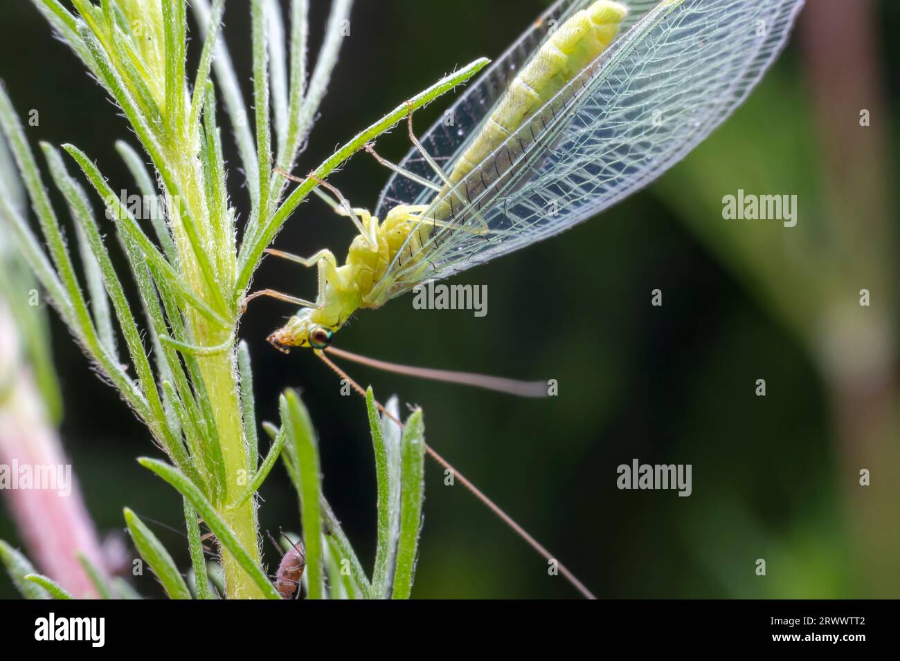 lacewing larvae inhabiting on the leaves of wild plants Stock Photo - Alamy