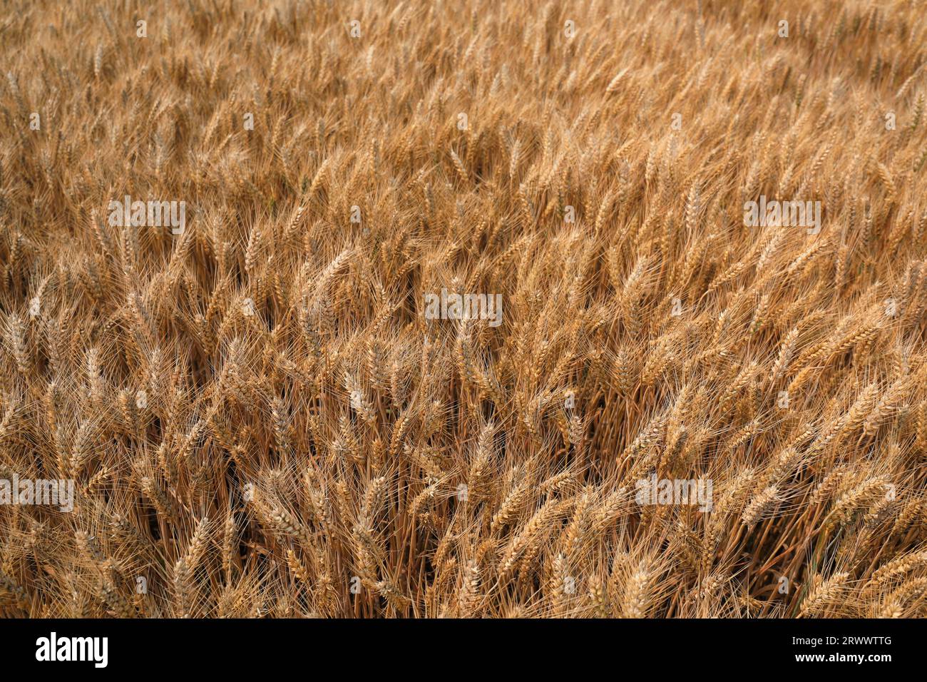 The north china plain hi-res stock photography and images - Alamy