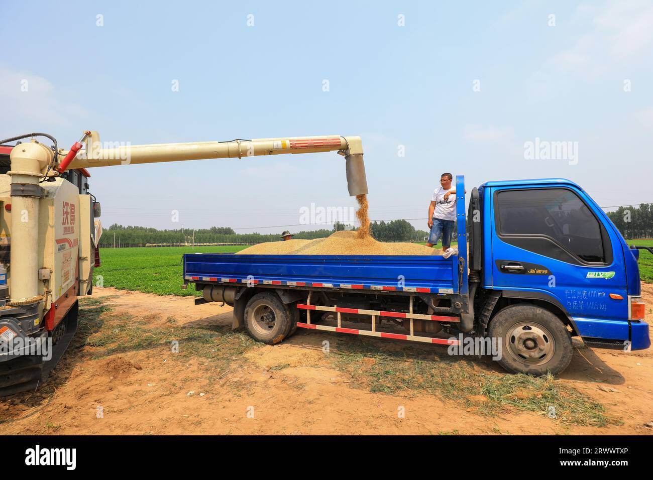 luannan county, China - June 18, 2023: The harvester is unloading wheat ...