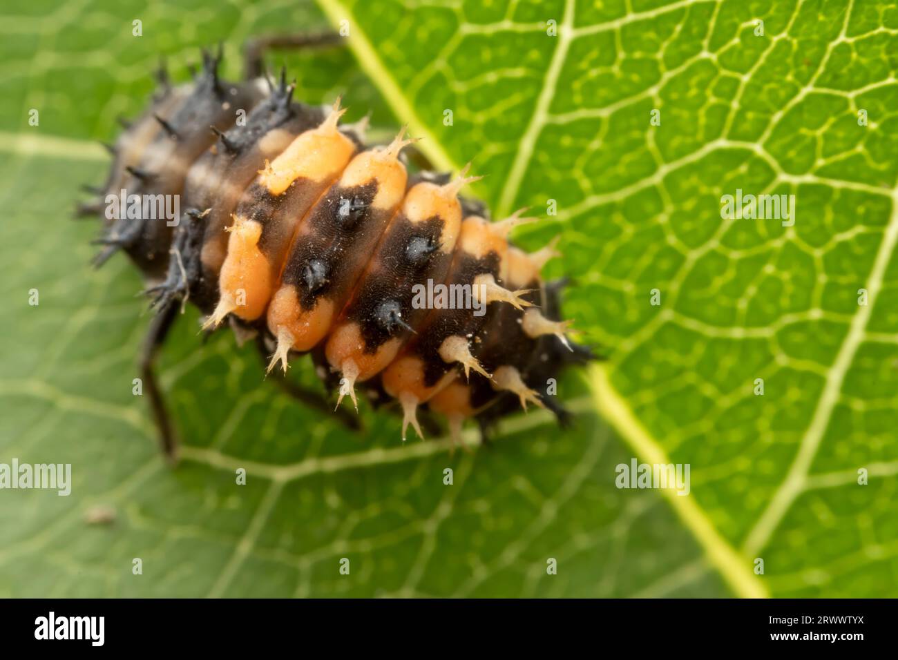 Ladybug larvae inhabit the leaves of wild plants Stock Photo - Alamy