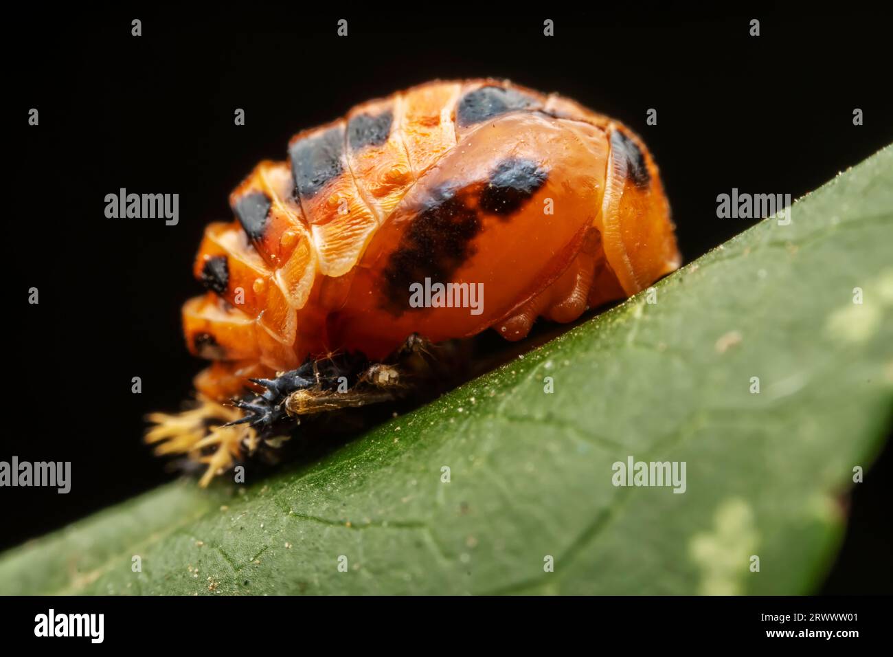 Ladybug pupae on wild plant leaves Stock Photo - Alamy