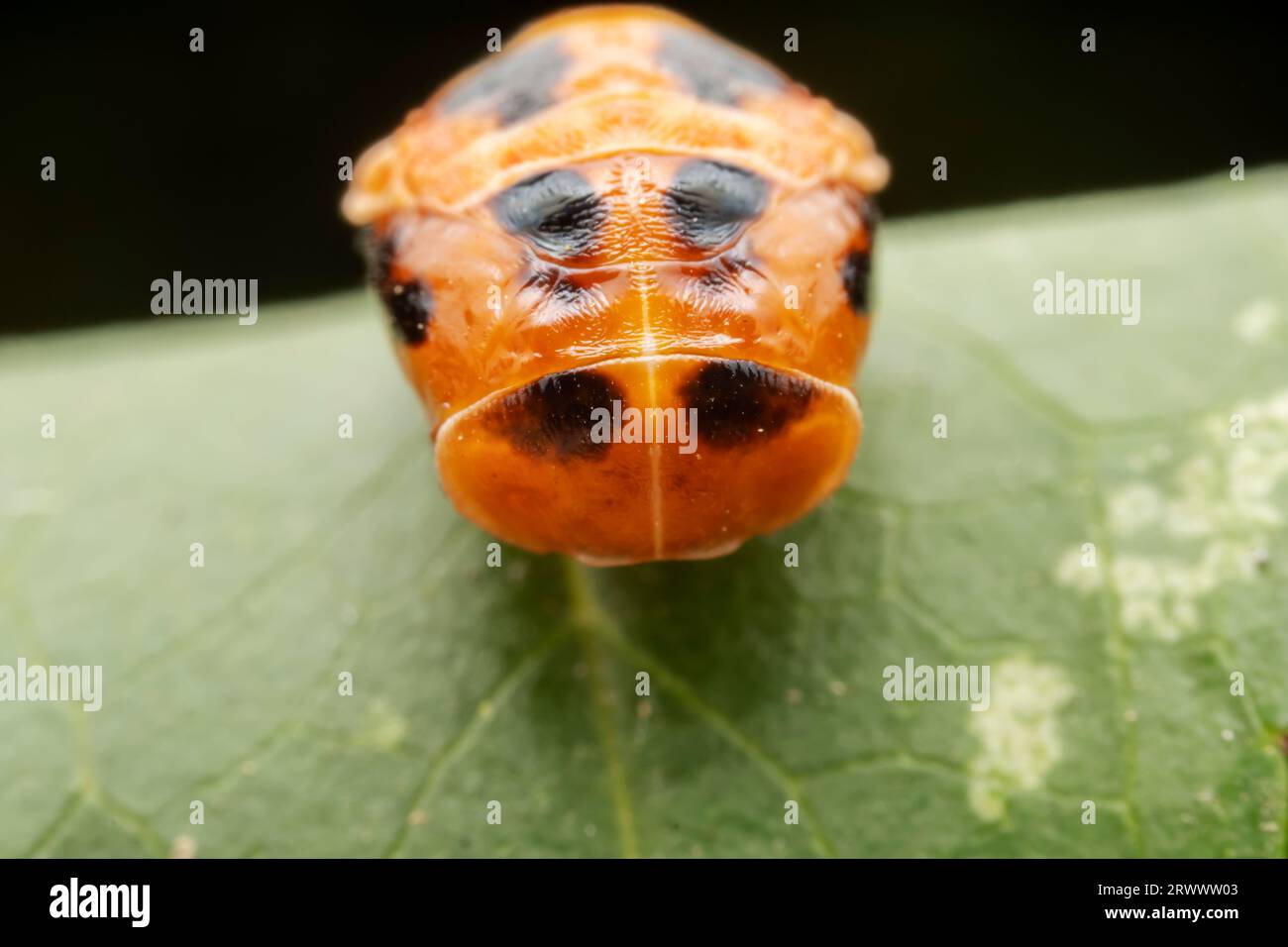 Ladybug pupae on wild plant leaves Stock Photo - Alamy