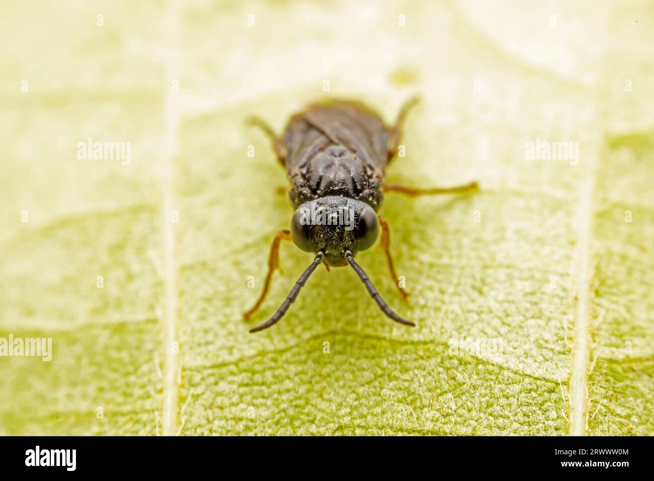 Bee insects inhabit wild plants Stock Photo - Alamy