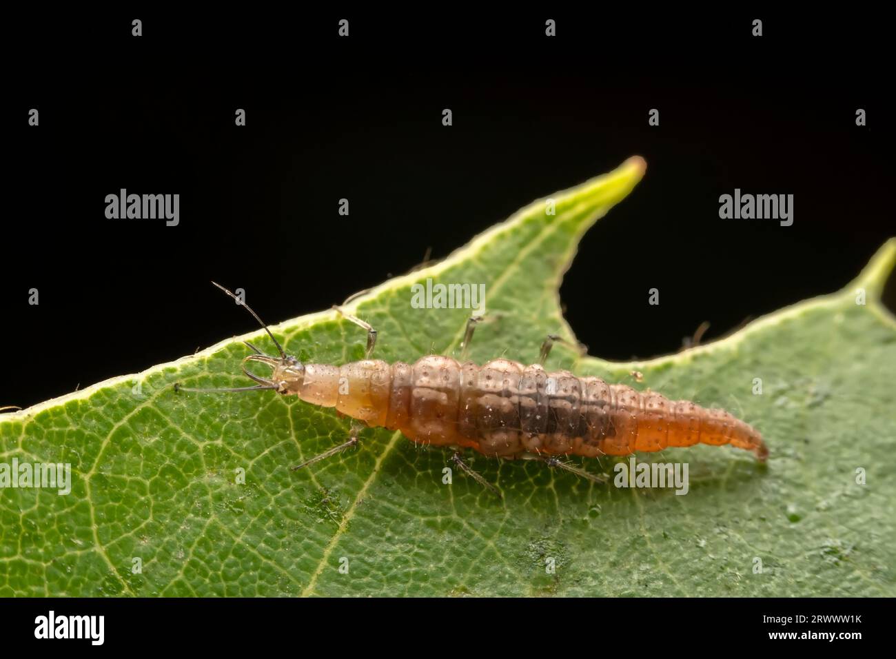Lacewing larvae hi-res stock photography and images - Alamy