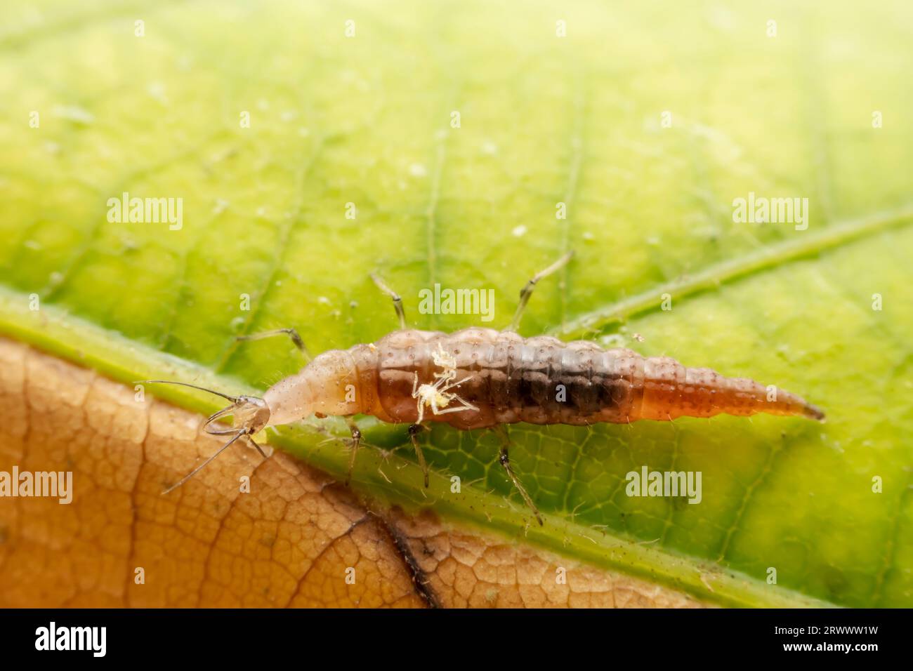 lacewing larvae inhabiting on the leaves of wild plants Stock Photo - Alamy