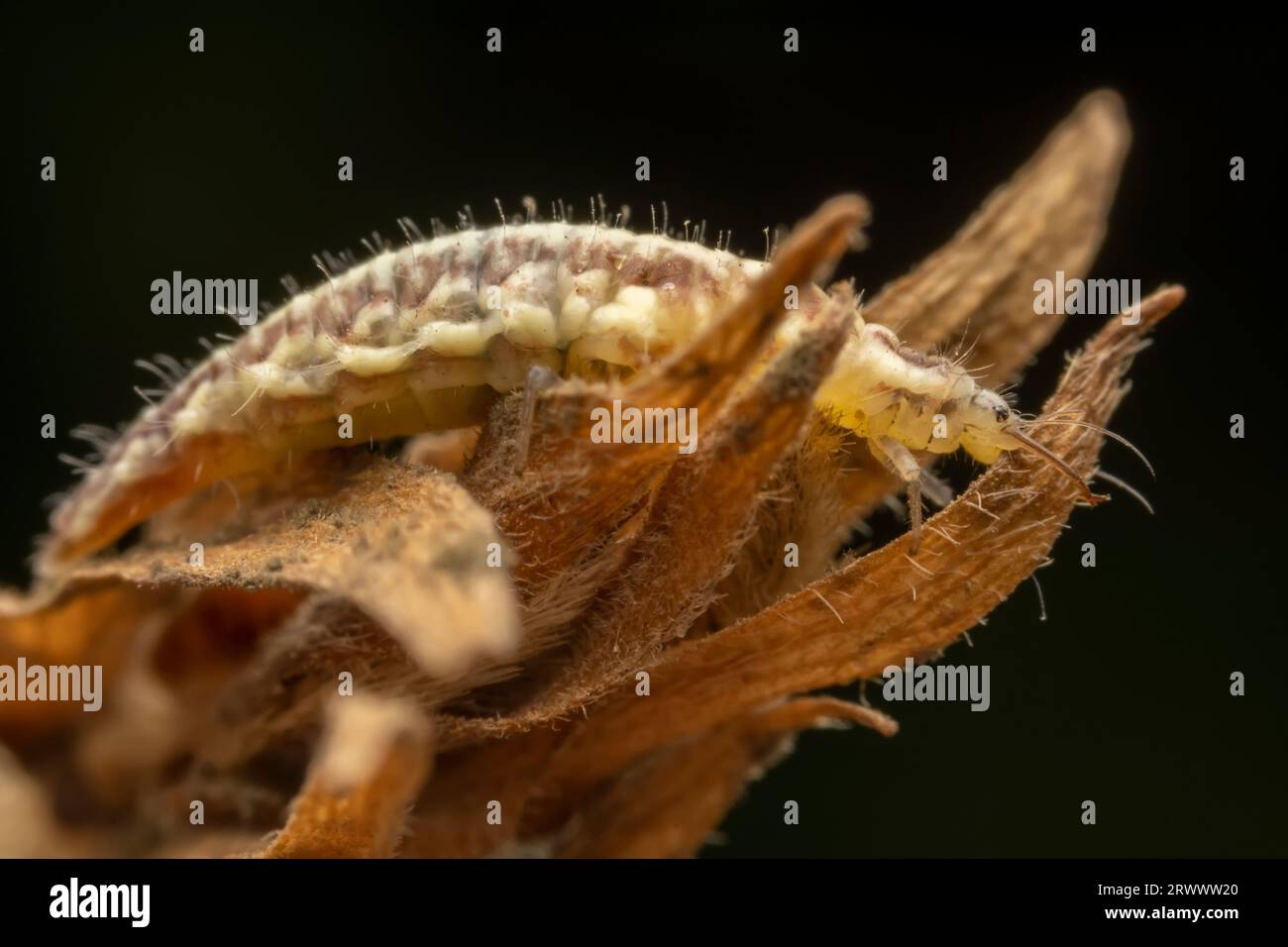 lacewing larvae inhabiting on the leaves of wild plants Stock Photo - Alamy