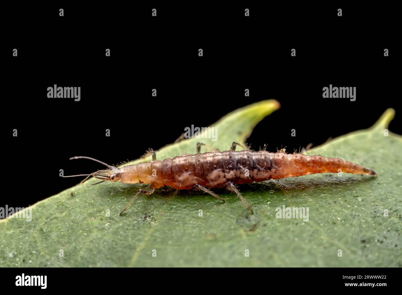 lacewing larvae inhabiting on the leaves of wild plants Stock Photo - Alamy